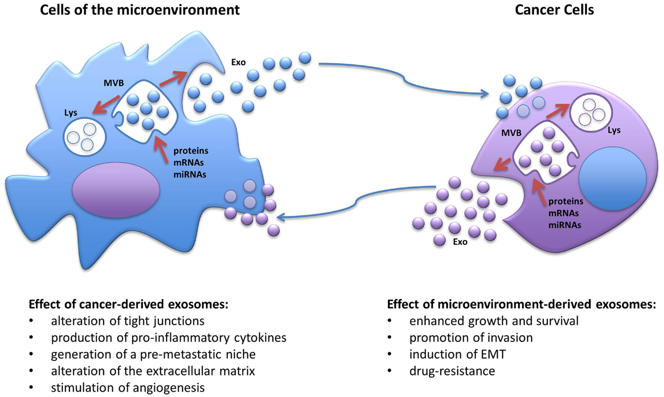 Frontiers Exosomic Micrornas In The Tumor Microenvironment