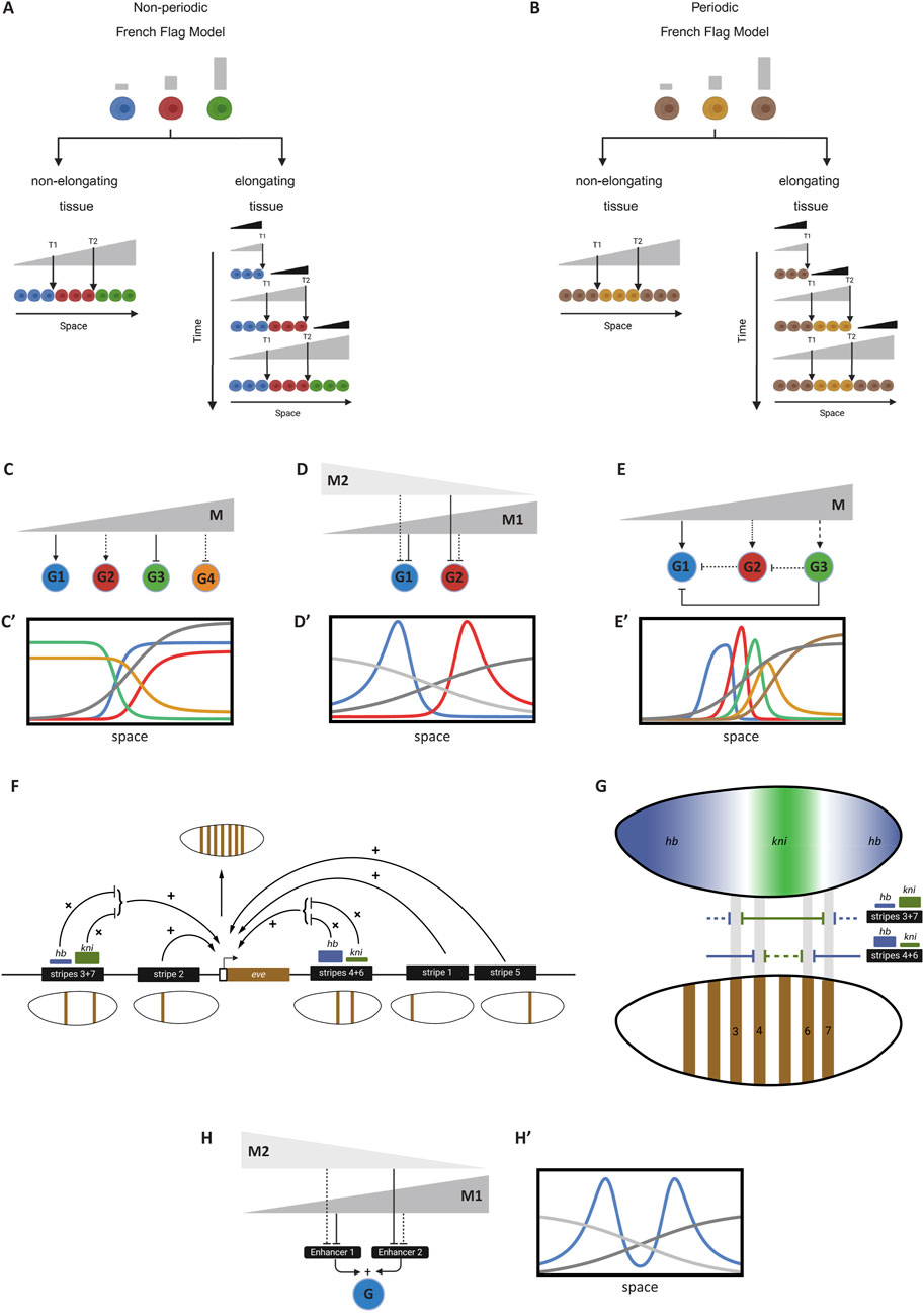 Frontiers From Genes To Patterns A Framework For Modeling The Emergence Of Embryonic