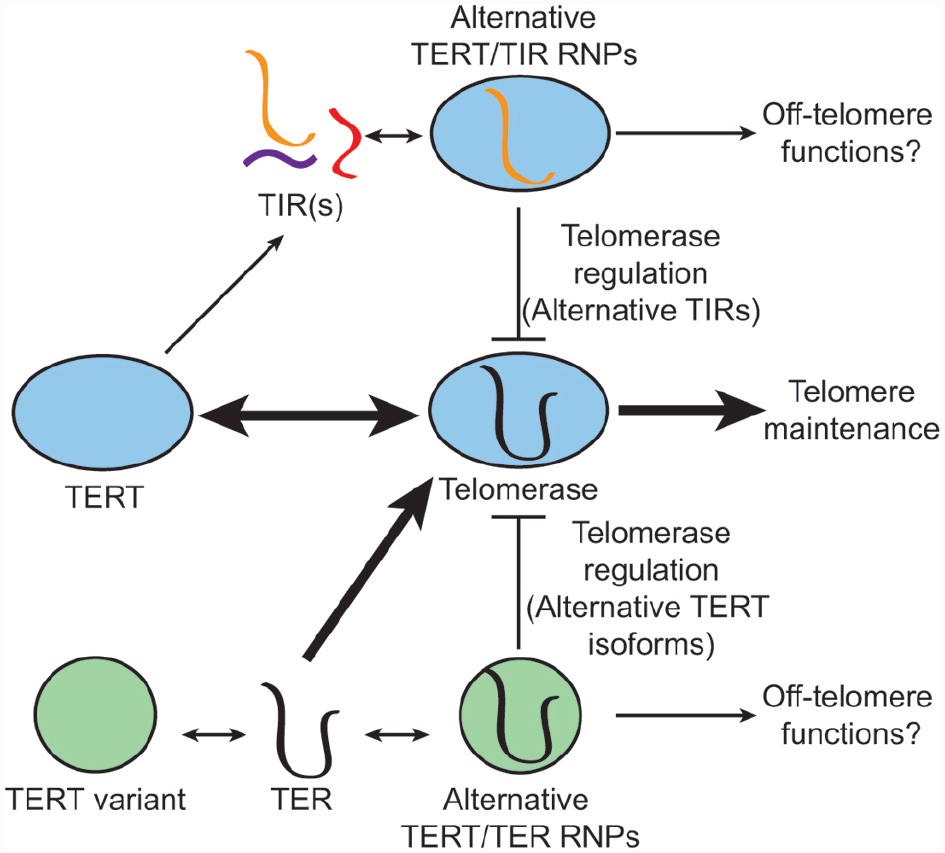 Frontiers Evolution Of Tert Interacting Lncrnas Expanding The