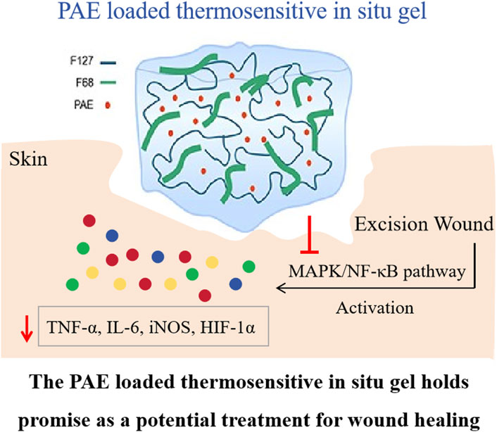 Frontiers | Exploring the potential of a thermosensitive in situ gel with Periplaneta americana ...