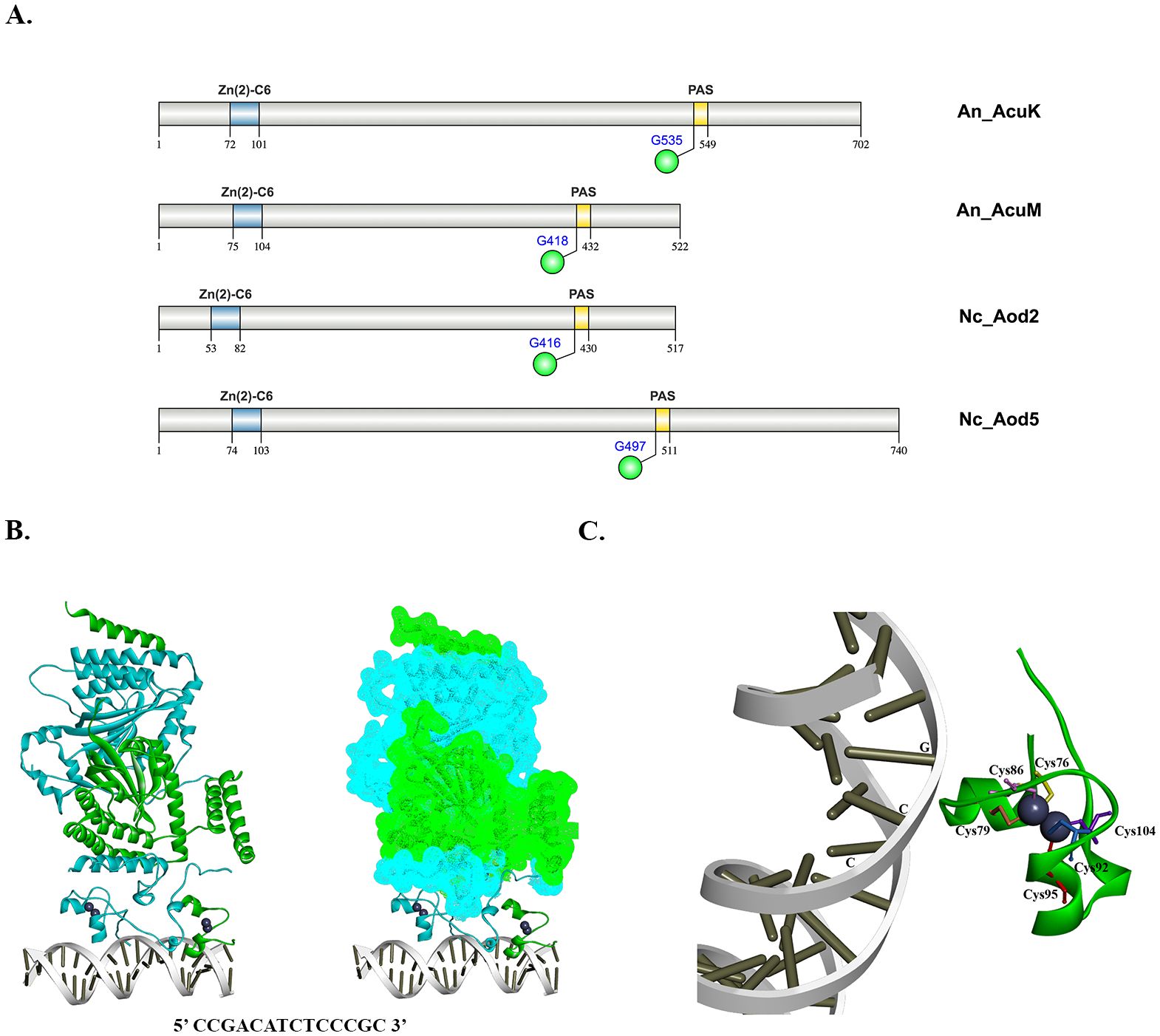 Frontiers | Regulatory functions of AcuK and AcuM transcription factors ...
