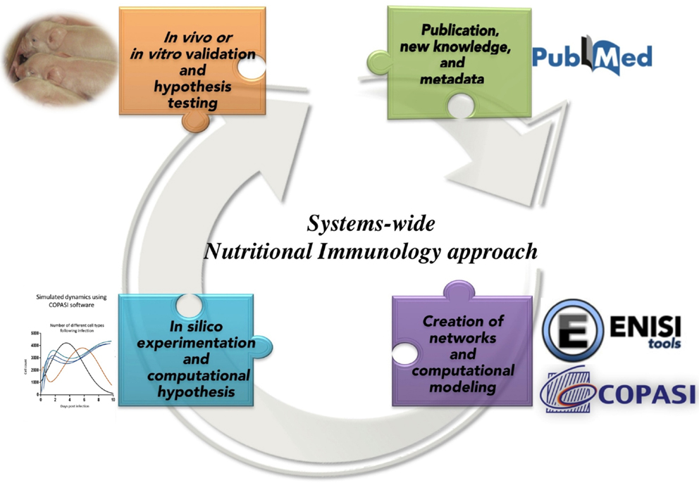 Frontiers Modeling Enabled Systems Nutritional Immunology