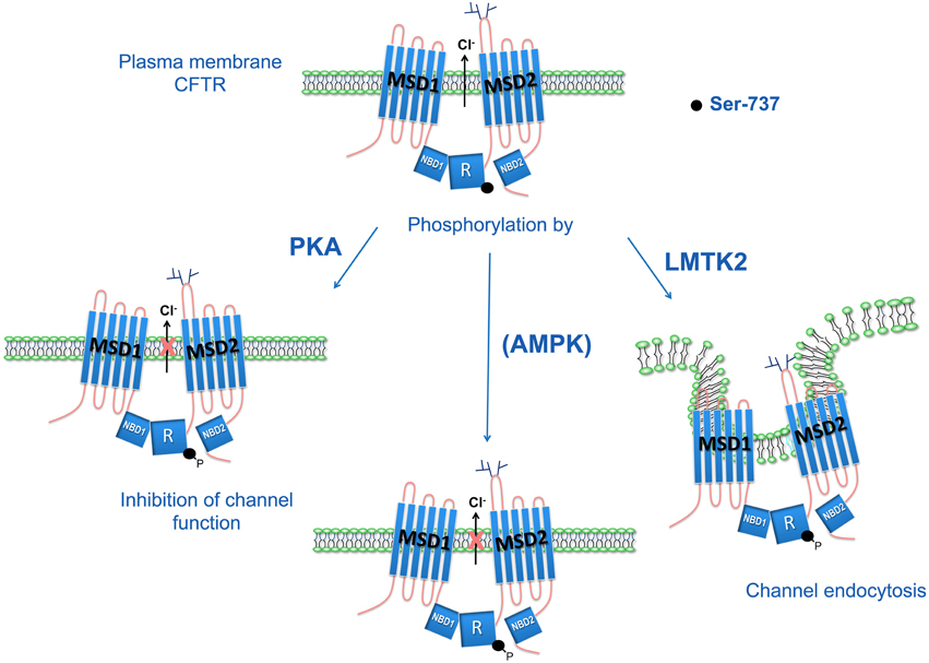 Frontiers Regulatory Crosstalk By Protein Kinases On Cftr Trafficking