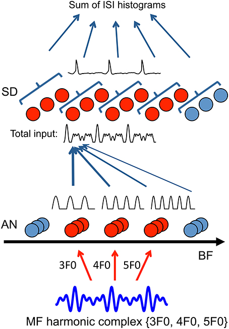 Frontiers A Neuronal Network Model For Pitch Selectivity And