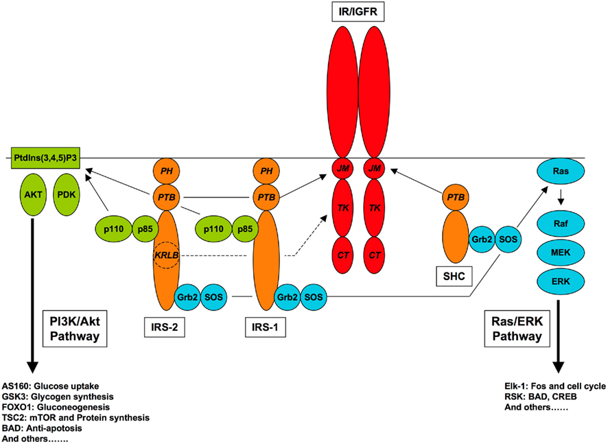 Frontiers Molecular Basis Of Signaling Specificity Of Insulin And Igf