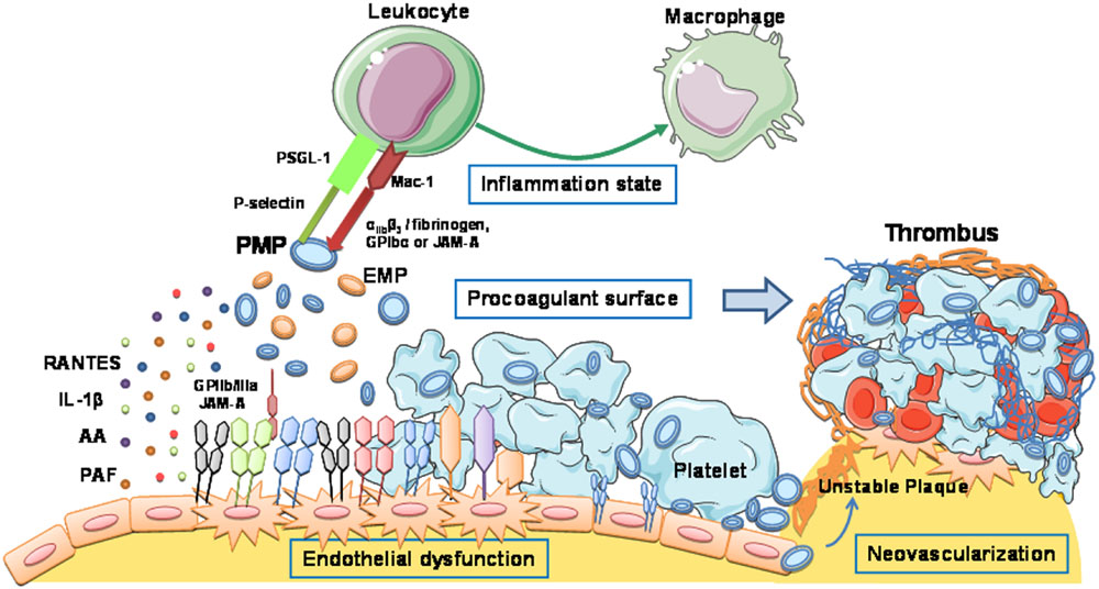 Frontiers Role Of Platelet Derived Microvesicles As Crosstalk