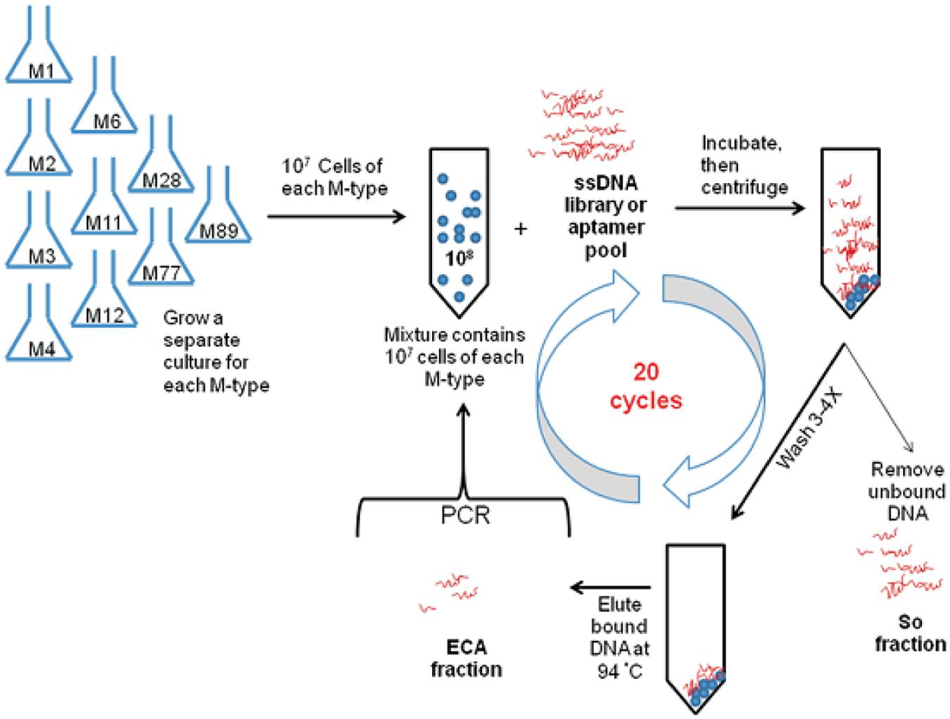 Frontiers Aptamer Based Technologies In Foodborne Pathogen Detection