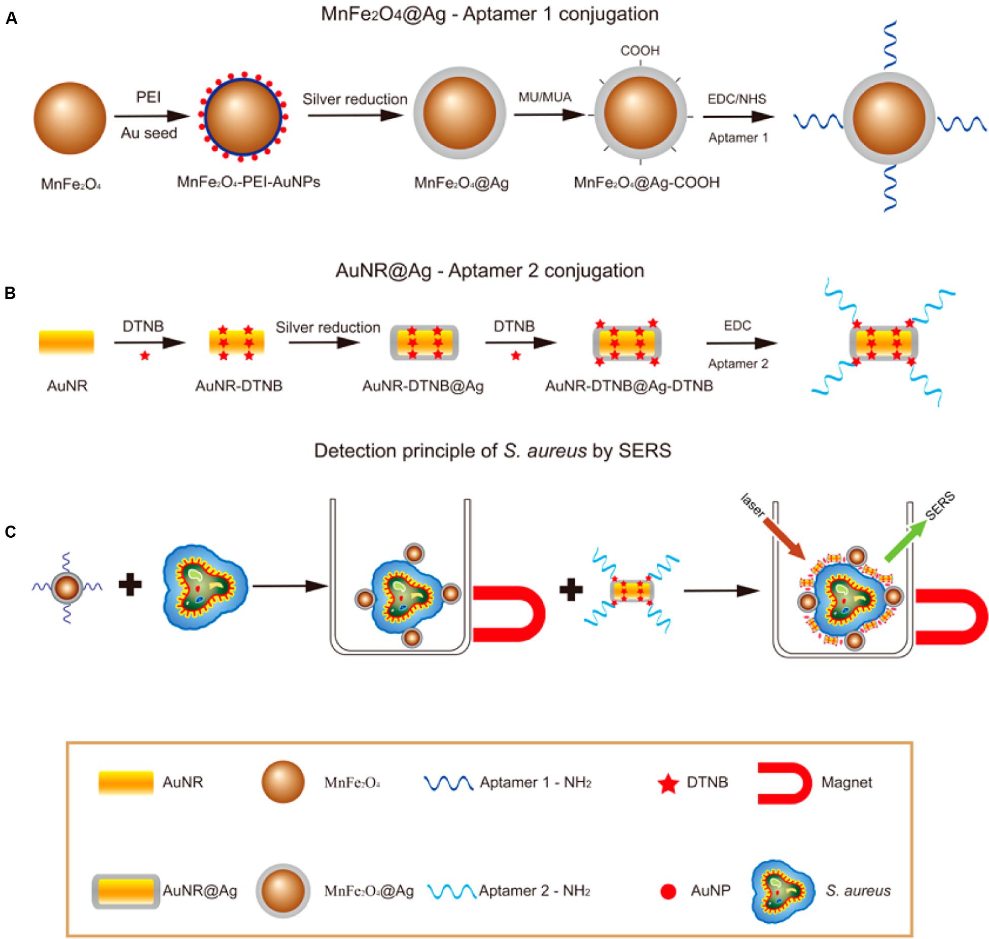 Frontiers Aptamer Based Technologies In Foodborne Pathogen Detection