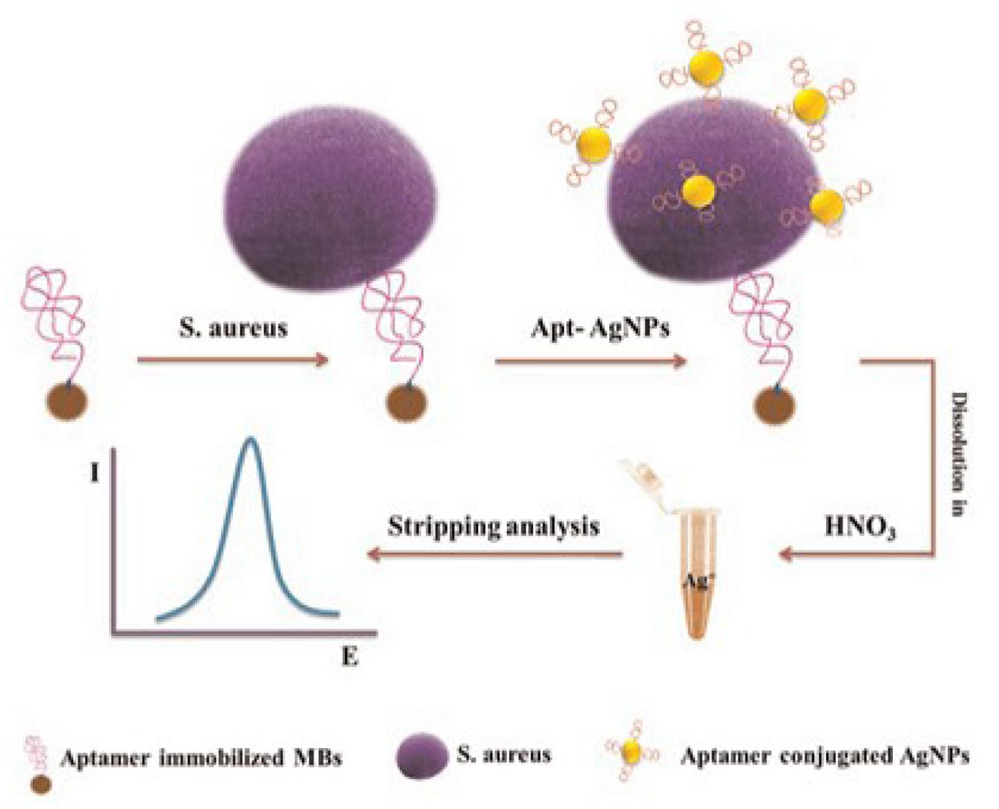 Frontiers Aptamer Based Technologies In Foodborne Pathogen Detection