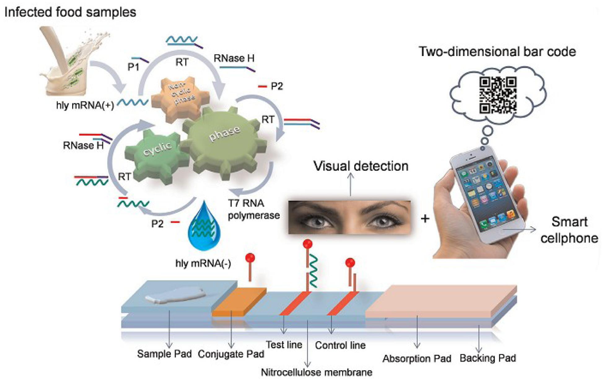 Frontiers Aptamer Based Technologies In Foodborne Pathogen Detection