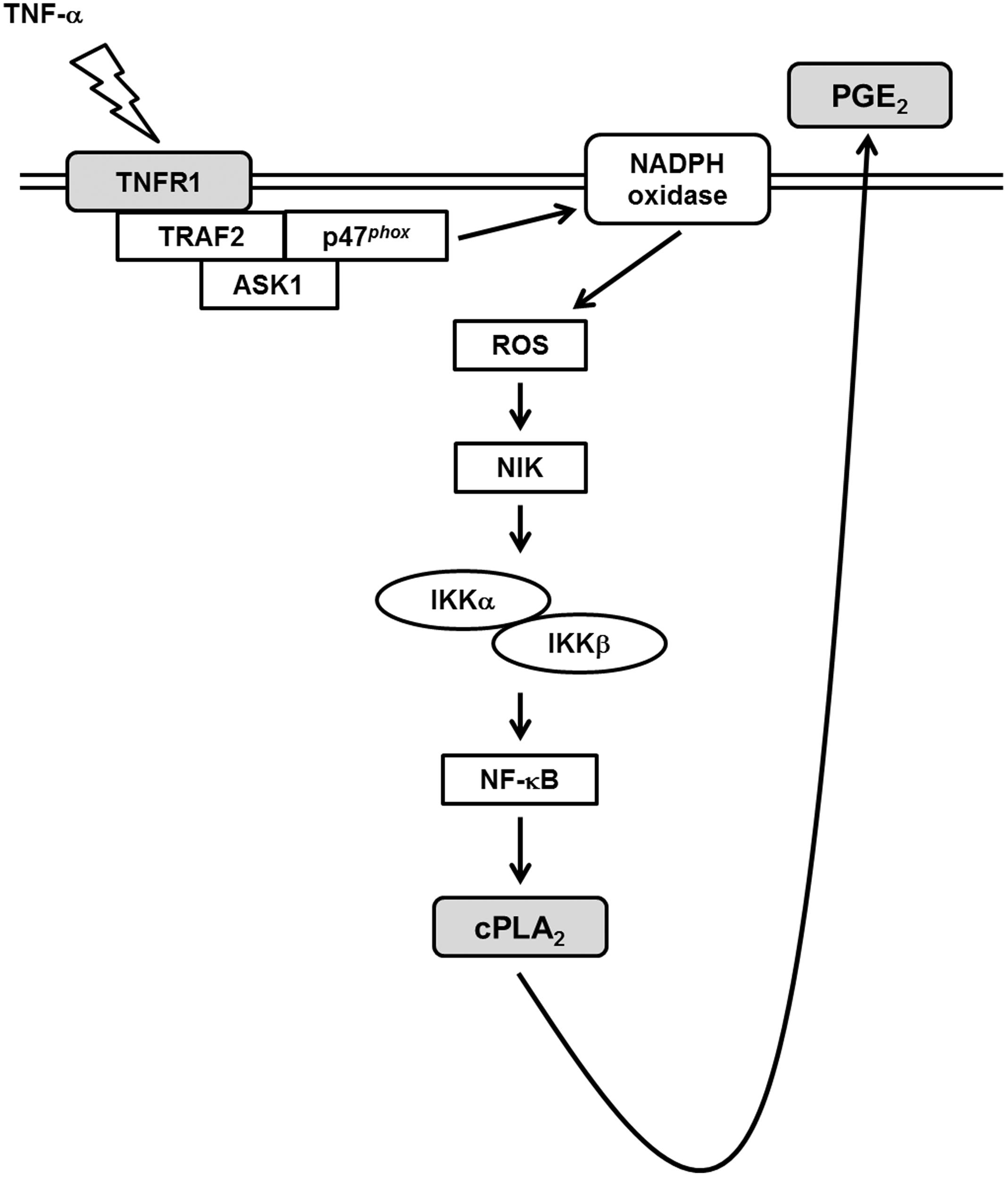 Frontiers Tnf α Induced Cpla2 Expression Via Nadph Oxidase Reactive