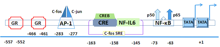 Frontiers Hall Of Fame Among Pro Inflammatory Cytokines Interleukin