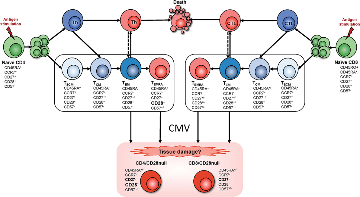 Frontiers Expansions Of Cytotoxic Cd4 Cd28− T Cells Drive Excess