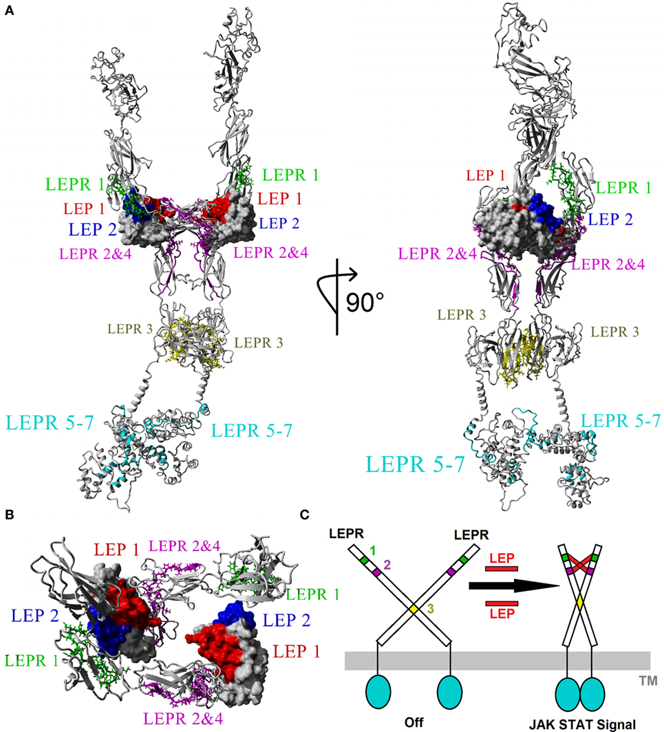Frontiers On The Molecular Evolution Of Leptin Leptin Receptor And