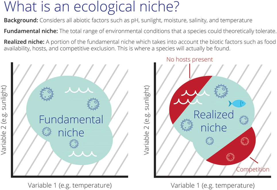 Fundamental Vs Realized Niche shareinfo
