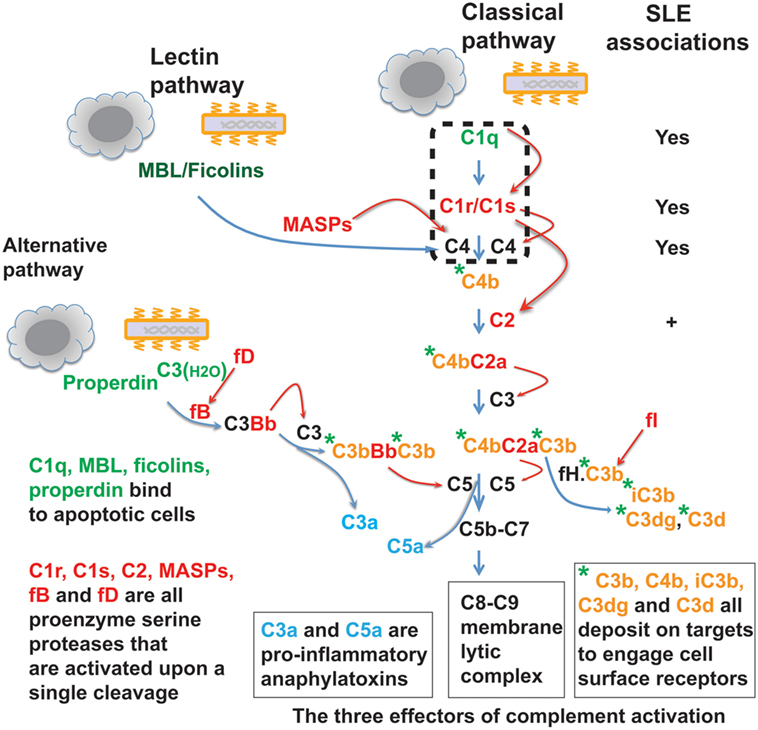 Frontiers C1 Complex An Adaptable Proteolytic Module For Complement