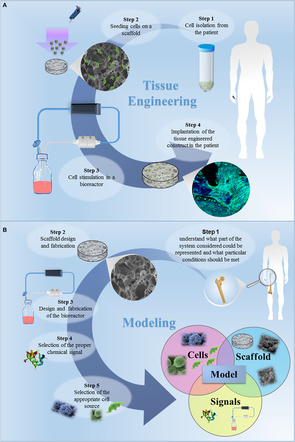 Cell And Tissue Engineering Cell And Tissue Engineering