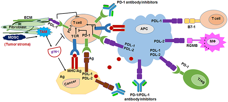 Frontiers Adverse Effects Of Anti Pd 1 Pd L1 Therapy In 52 Off
