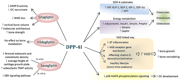 Frontiers Effect Of Dipeptidyl Peptidase 4 Inhibitors On Bone