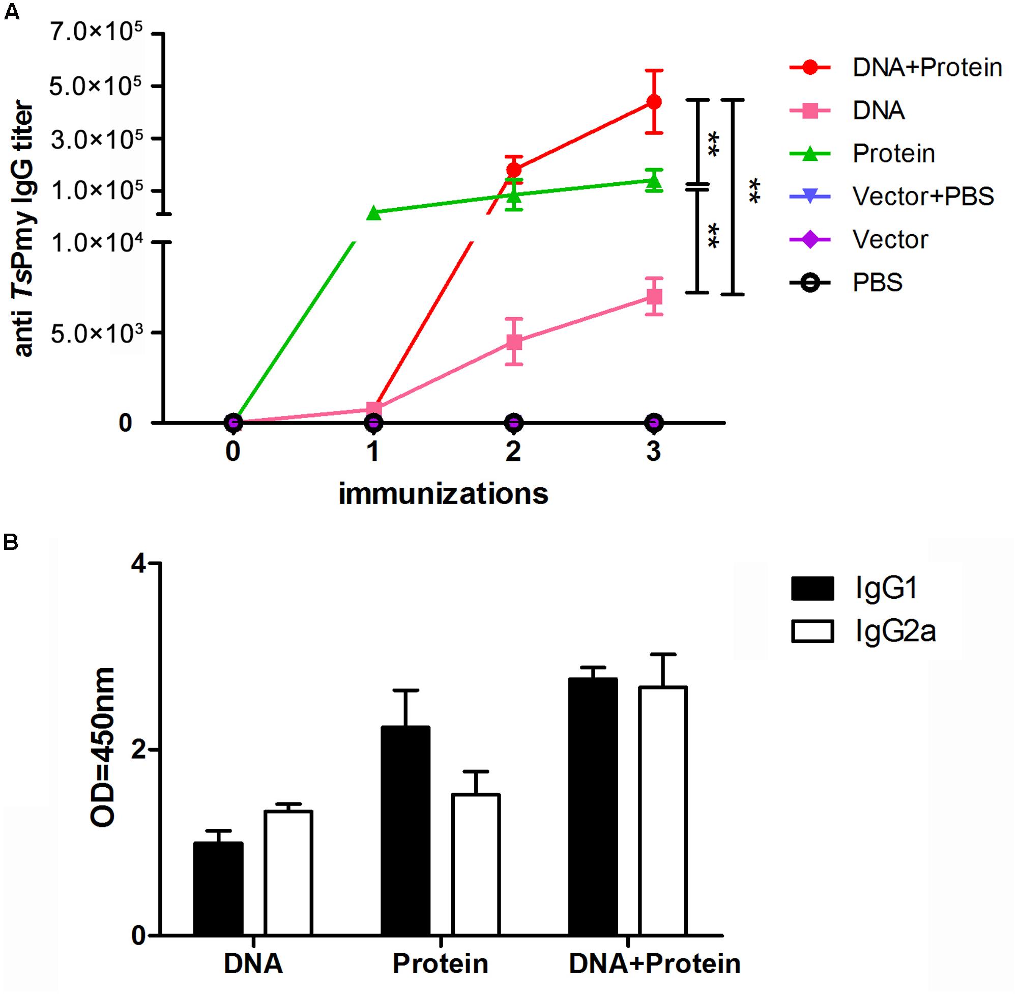 Frontiers Heterologous Prime Boost Vaccination Enhances Tspmys