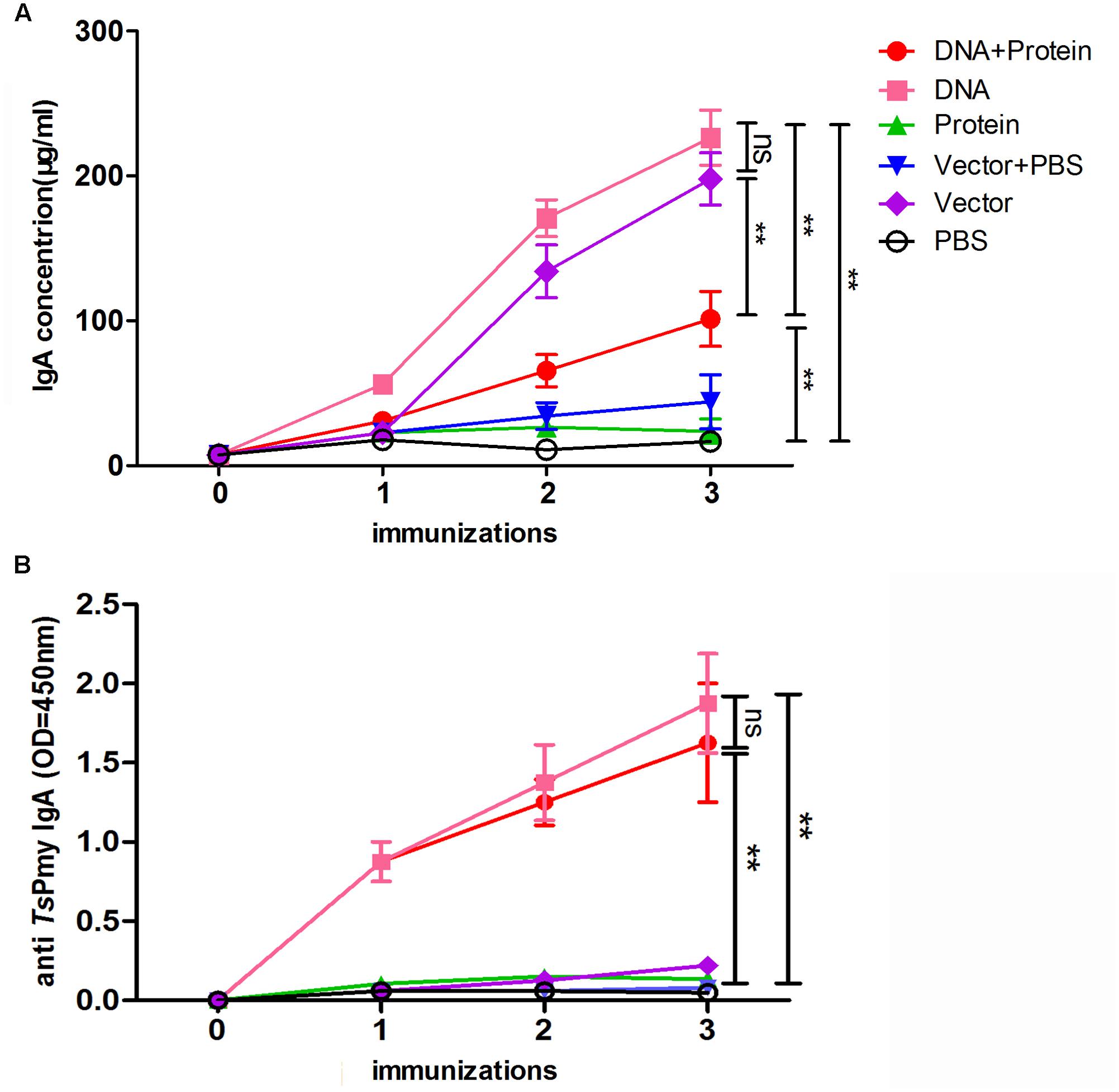Frontiers Heterologous Prime Boost Vaccination Enhances Tspmys