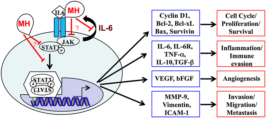 Frontiers The Il 6 Stat3 Signaling Pathway Is An Early Target Of