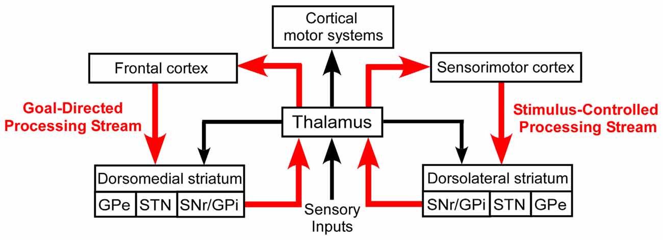 Frontiers Sensory Processing In The Dorsolateral Striatum The