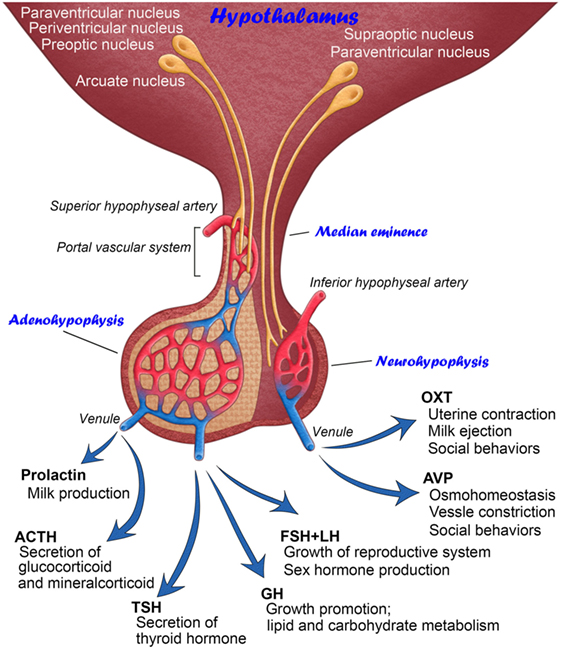 Frontiers Advances In Understanding Of Structural Reorganization In Frontiers Advances In Understanding Of Structural Reorganization In