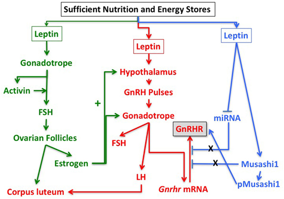 Frontiers Leptin Regulation Of Gonadotrope Gonadotropin Releasing
