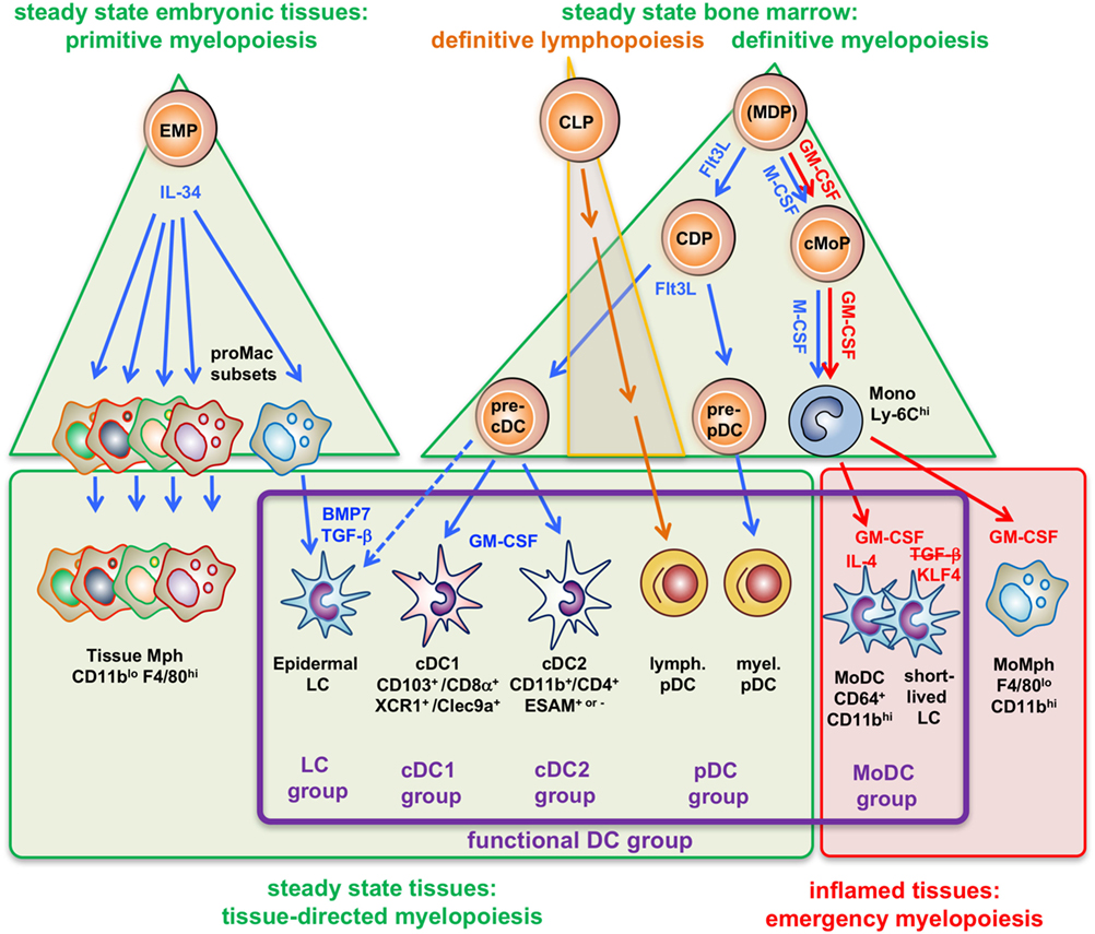 Frontiers Gm Csf Monocyte Derived Cells And Langerhans Cells As Part