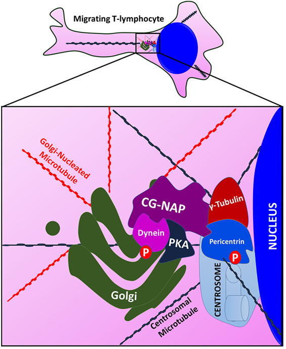 Frontiers | Centrosome- and Golgi-Localized Protein Kinase N-Associated ... Frontiers | Centrosome- and Golgi-Localized Protein Kinase N-Associated ...