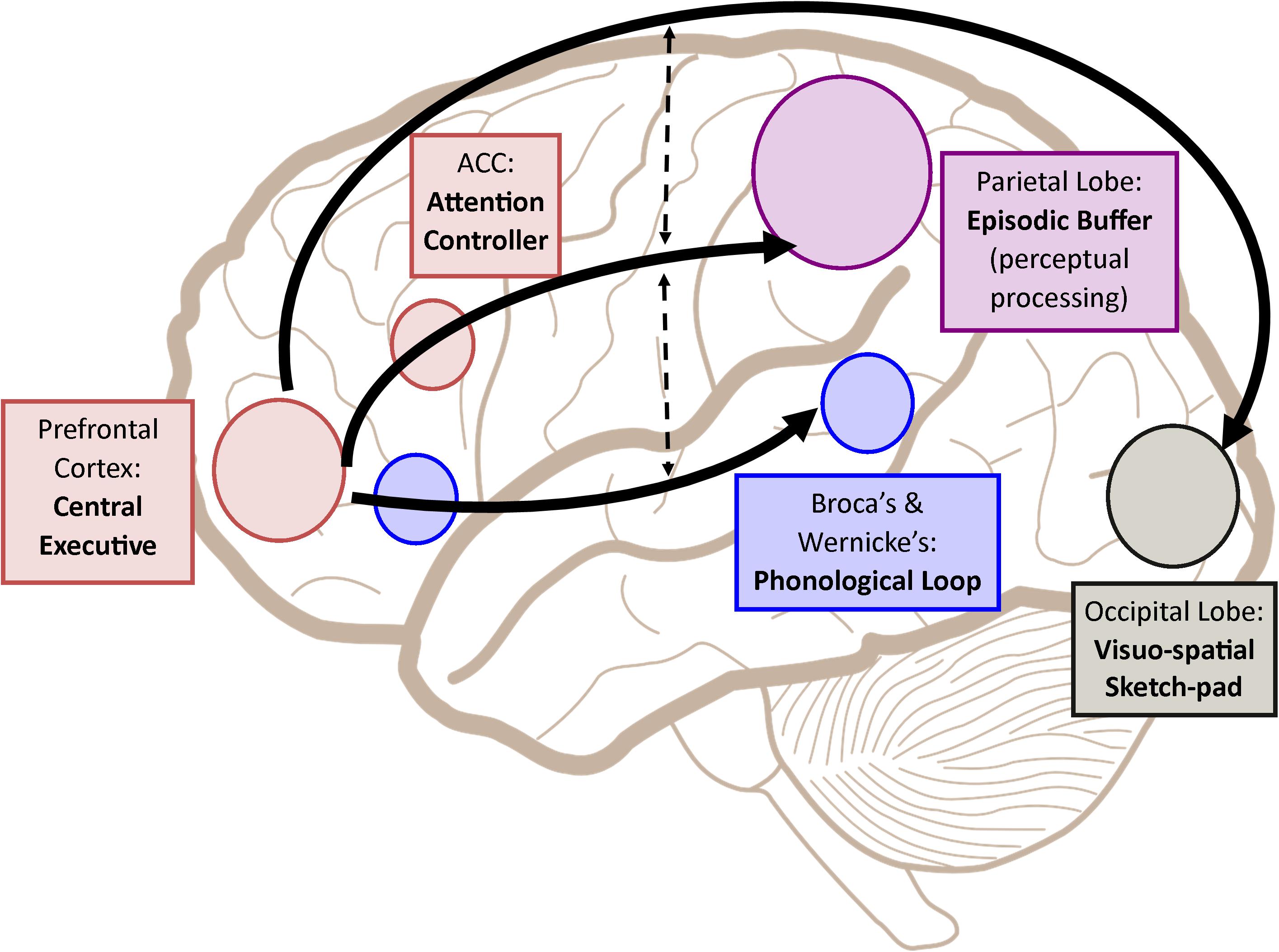Frontiers Working Memory From The Psychological And Neurosciences