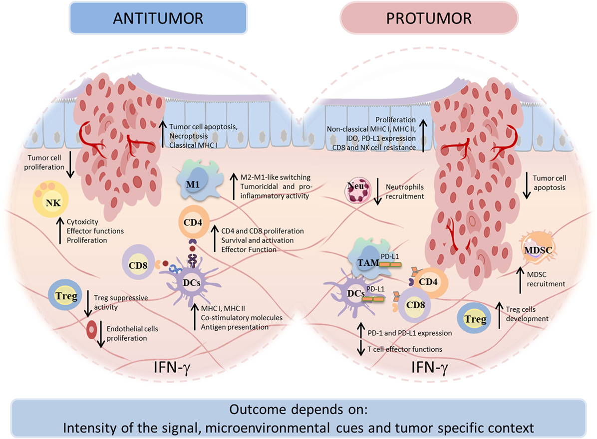 Roles Of Ifn γ In Tumor Progression And Regression A 44 Off