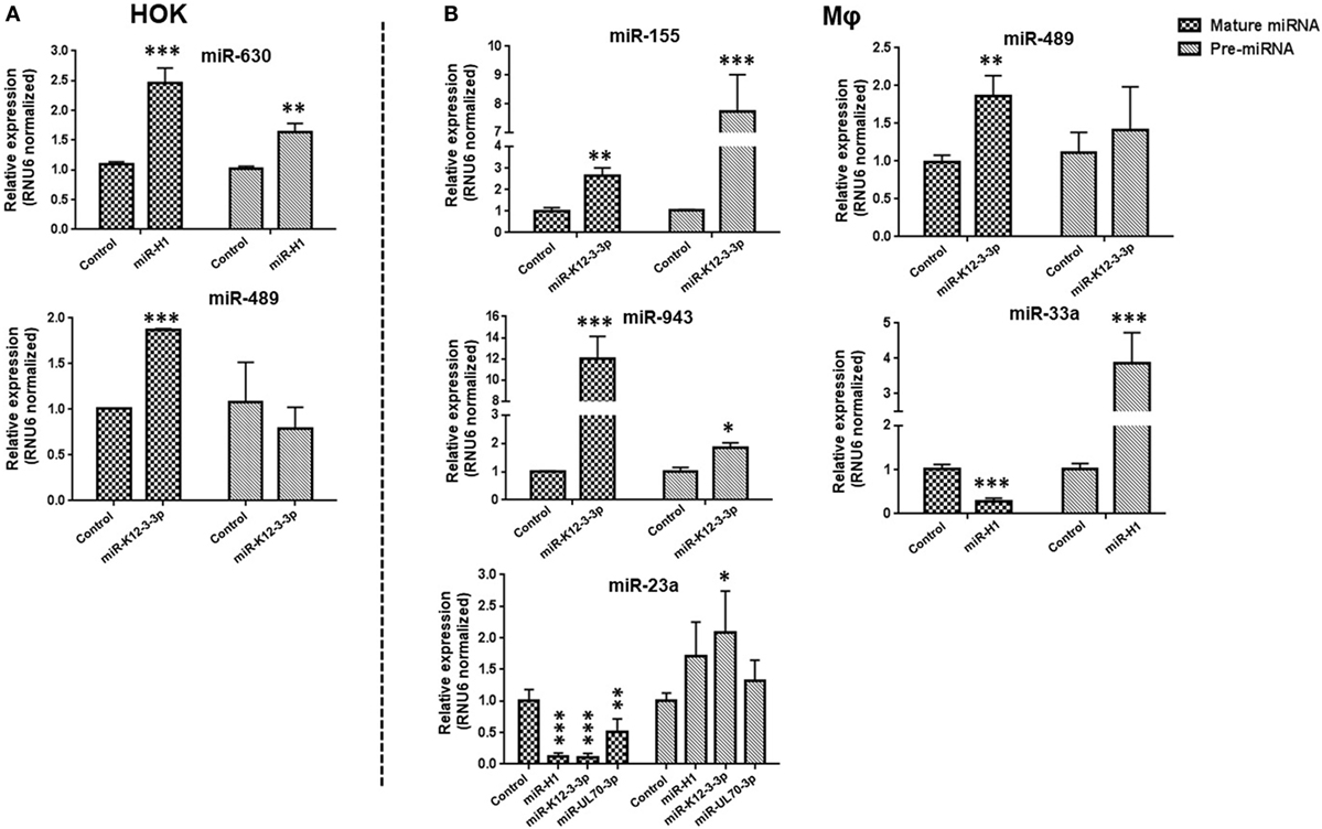 Frontiers Viral Mirnas Alter Host Cell Mirna Profiles And Modulate