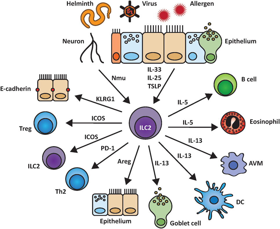 Frontiers Group 2 Innate Lymphoid Cells In Pulmonary Immunity And