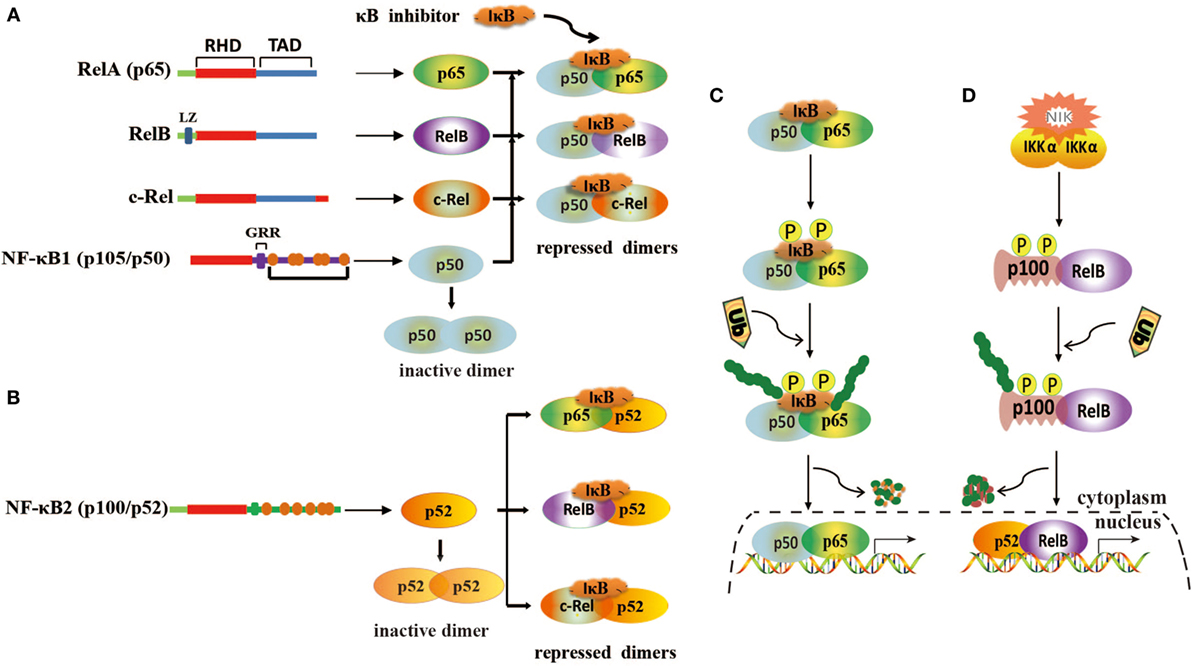 Frontiers Microrna Roles In The Nuclear Factor Kappa B Signaling