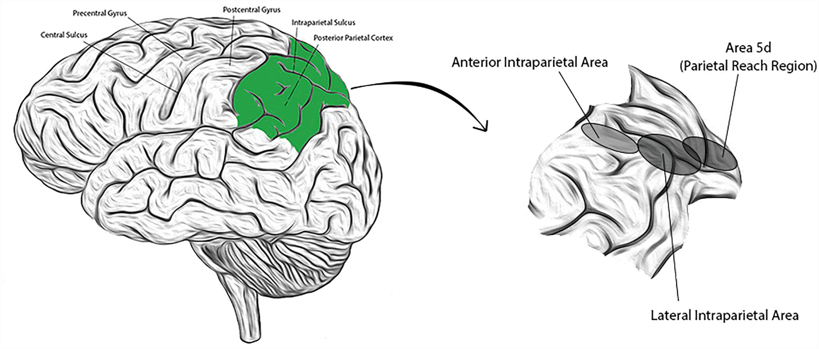 Frontiers Cognition In Sensorimotor Control Interfacing With The 