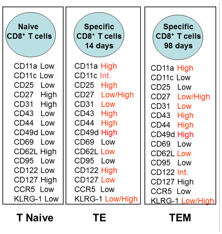 CD8 - CD8 - JapaneseClass.jp CD8 - CD8 - JapaneseClass.jp