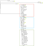 Frontiers | A Comparative Genomic Analysis Provides Novel Insights Into ...