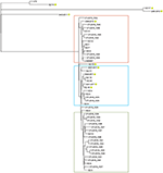 Frontiers | A Comparative Genomic Analysis Provides Novel Insights Into ...