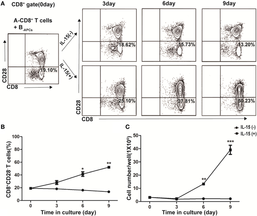 Frontiers Human Cd8 Cd28− T Suppressor Cells Expanded By Il 15 In