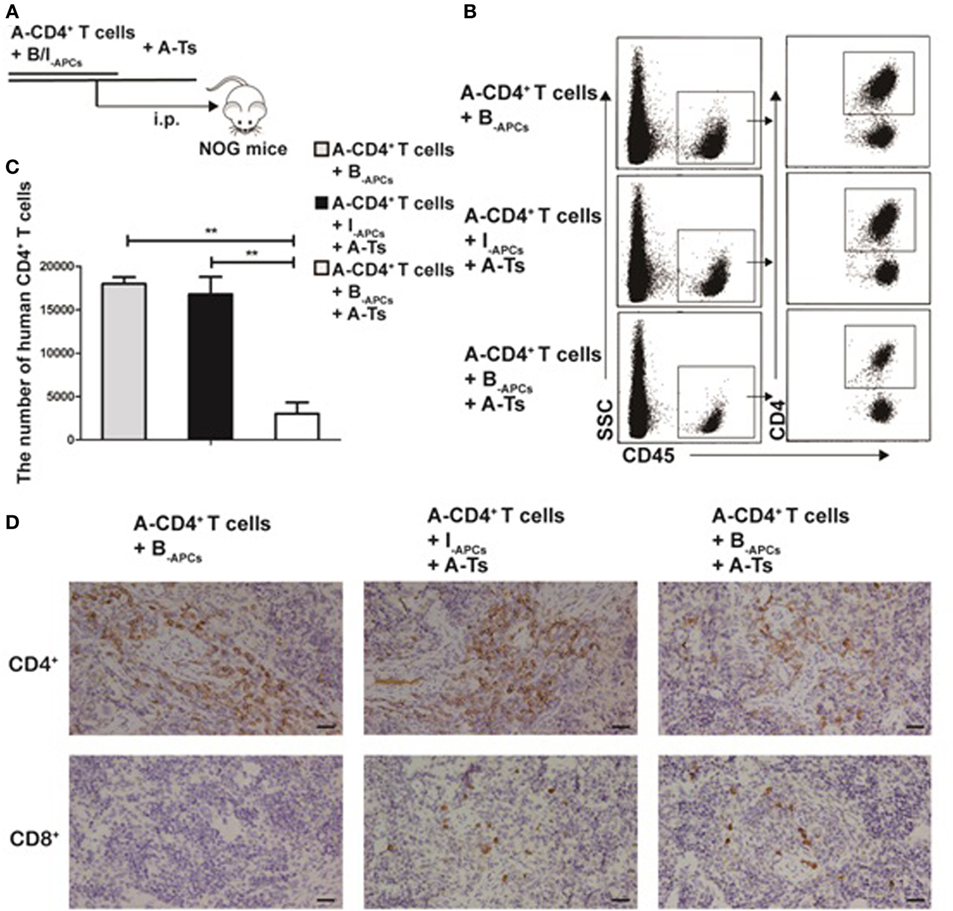Frontiers Human Cd8 Cd28− T Suppressor Cells Expanded By Il 15 In