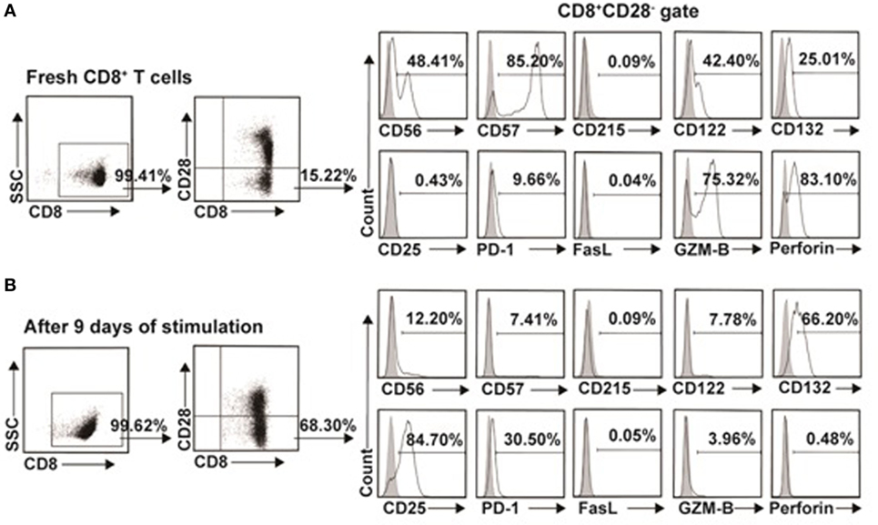 Frontiers Human Cd8 Cd28− T Suppressor Cells Expanded By Il 15 In