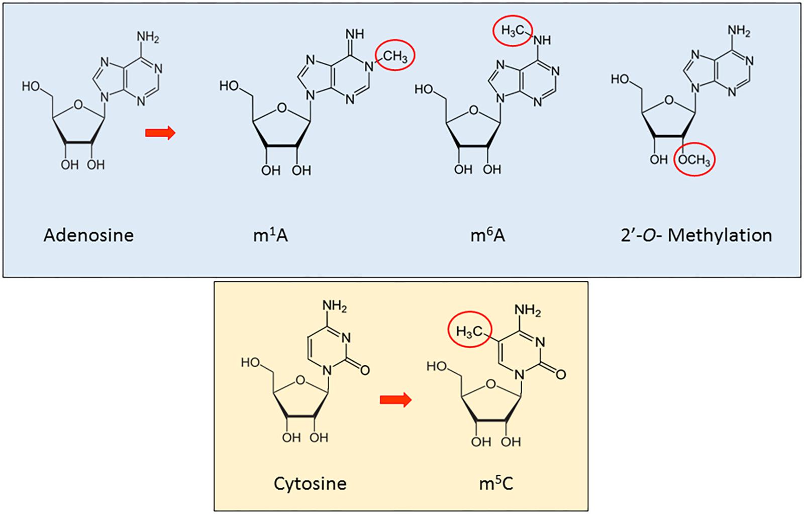 Frontiers Rna Methylation In Ncrna Classes Detection And Molecular