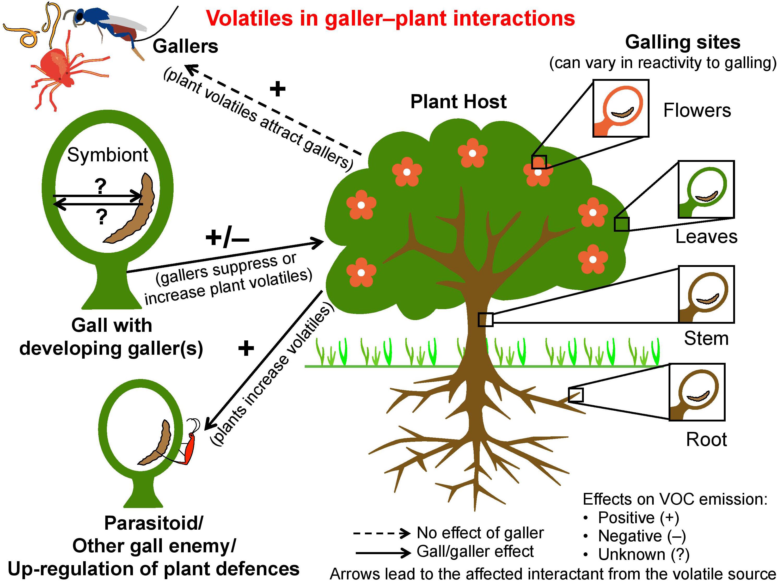 Frontiers The Galling Truth Limited Knowledge Of Gall Associated
