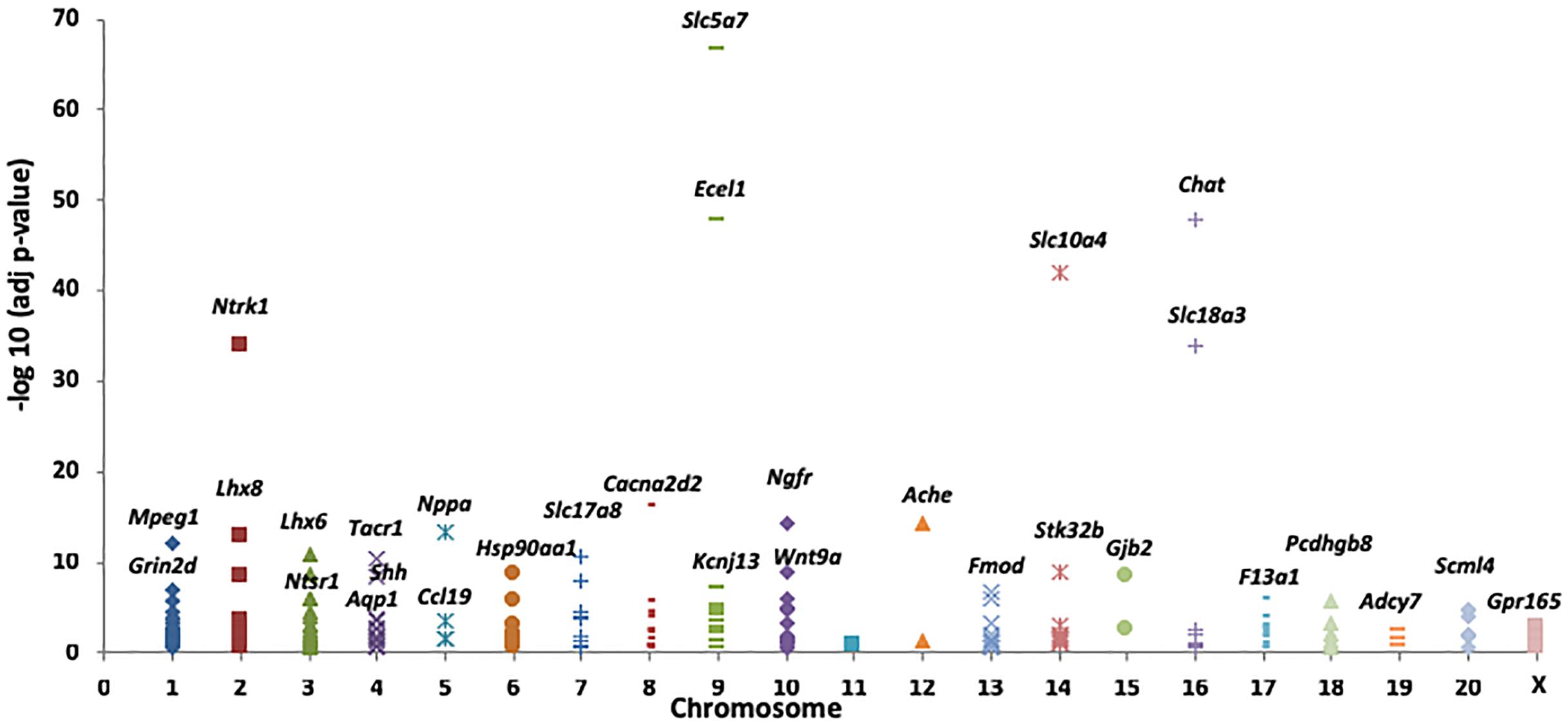 Frontiers Estrogen Dependent Upregulation Of Adcyap1r1 Expression In