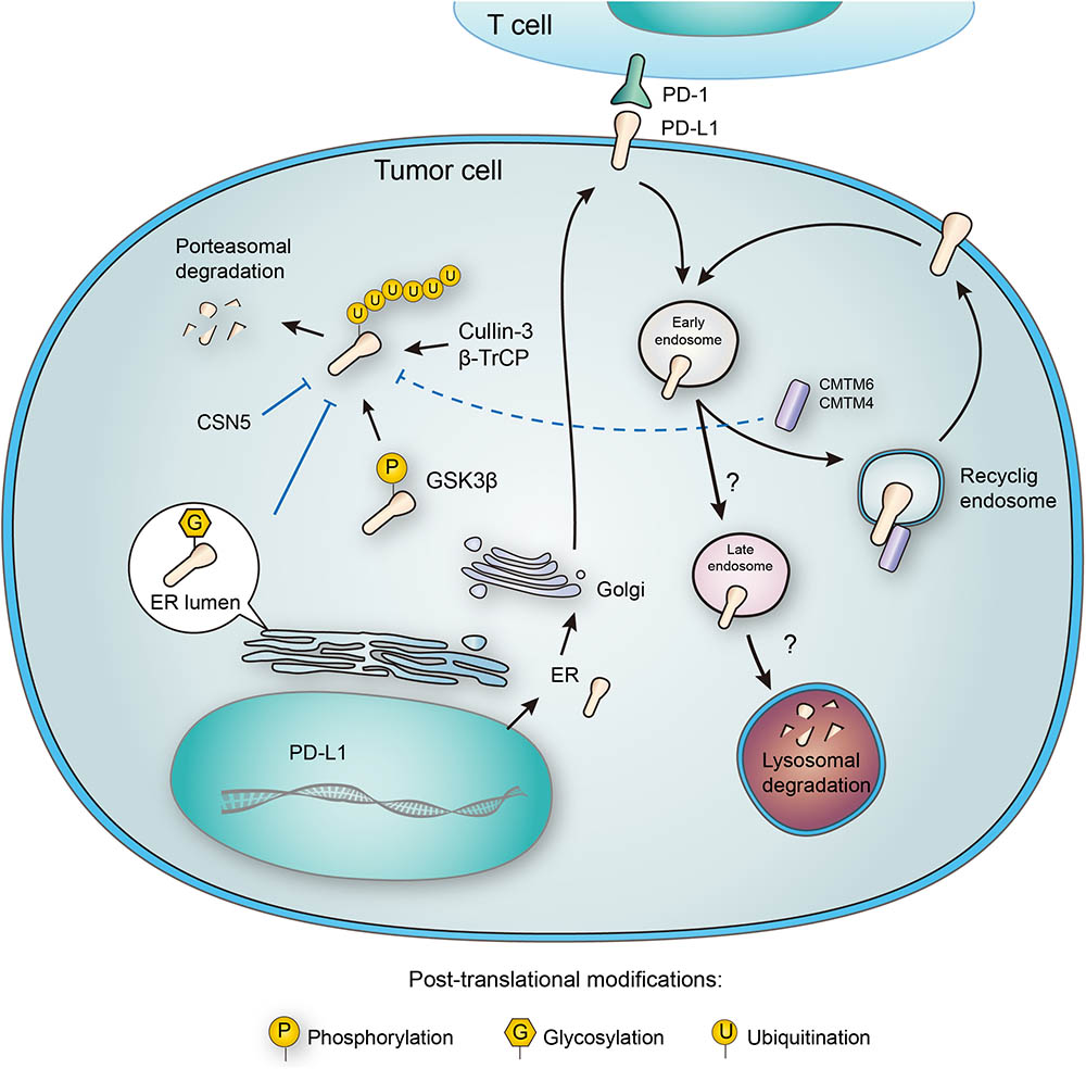 Frontiers Regulation Of Pd L1 Emerging Routes For Targeting Tumor
