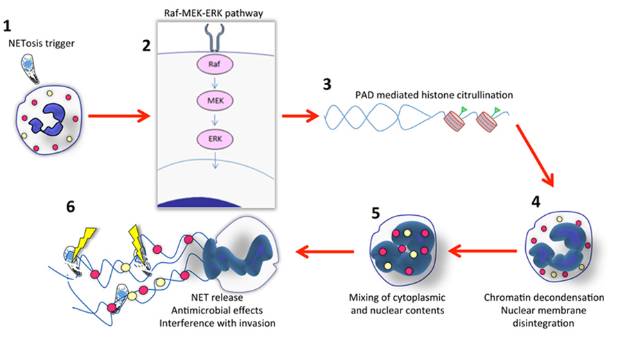 Frontiers Neutrophils Cast Extracellular Traps In Response To