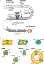 Frontiers | Cryo-EM Grid Preparation of Membrane Protein Samples for Single Particle Analysis ...