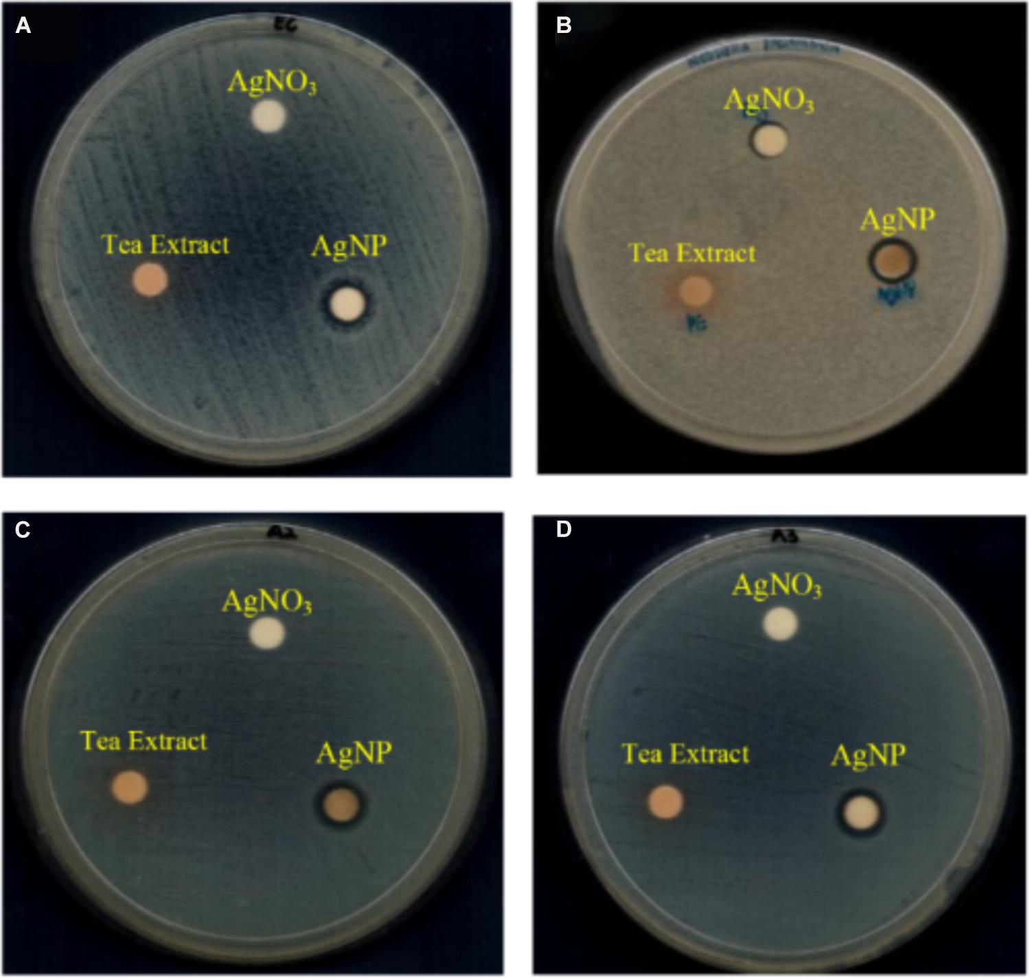 Frontiers In Vitro Antimicrobial Activity Of Green Synthesized Silver